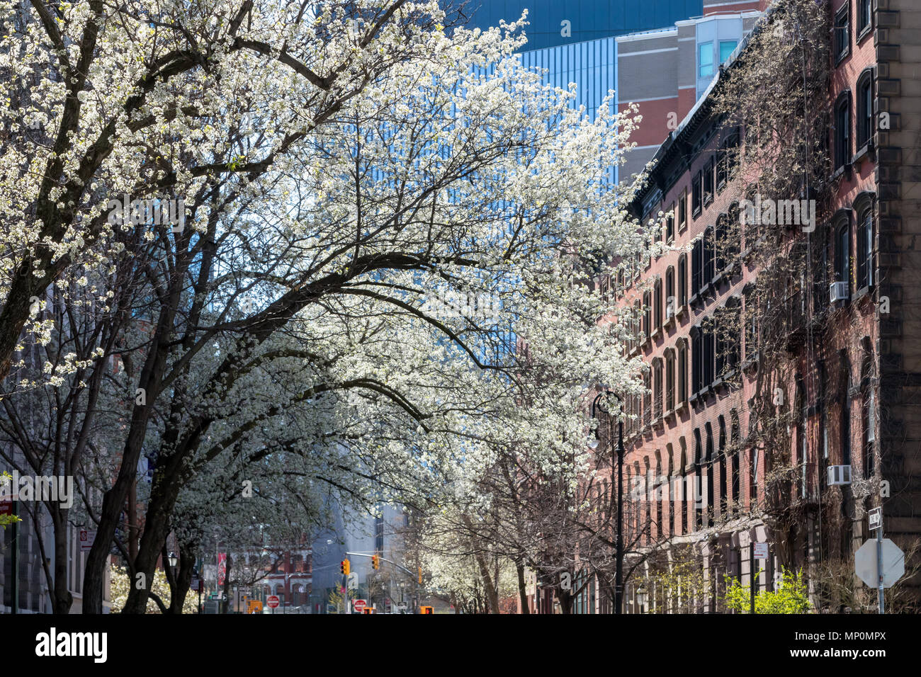 Spring time scene in New York City with historic buildings on ...