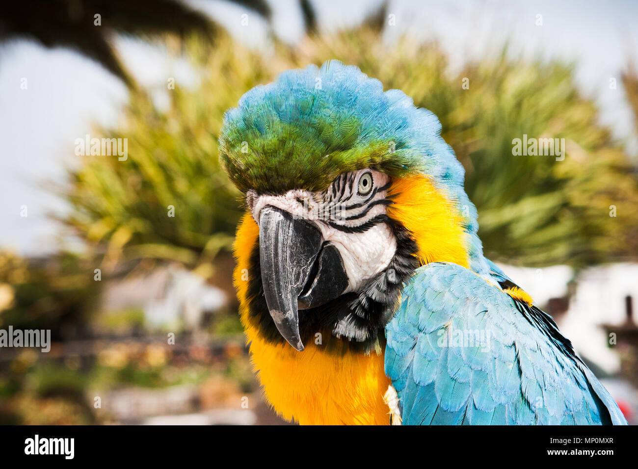 Closeup portrait of a blue and yellow Macaw parrot (Ara ararauna) in ...