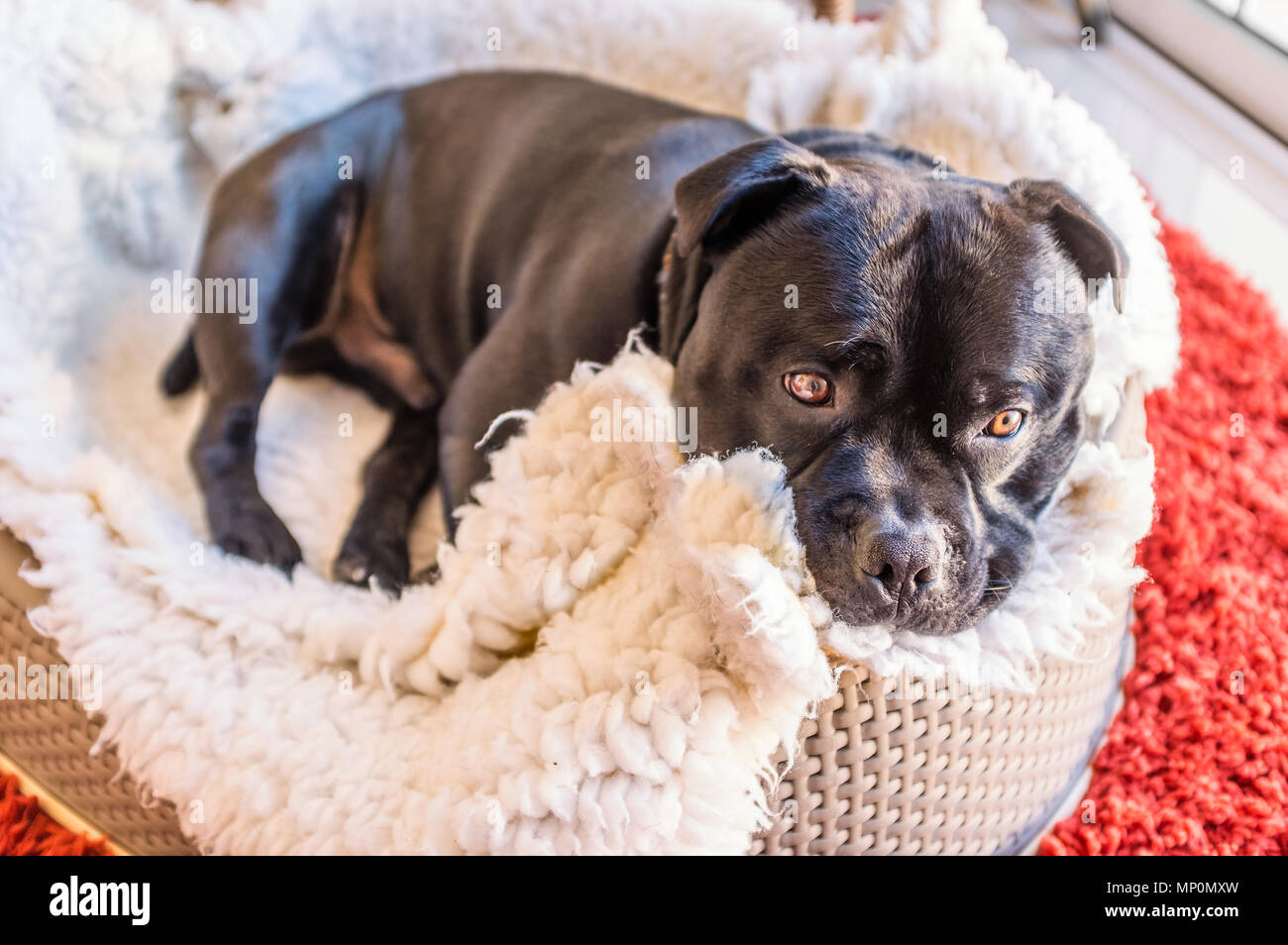 Cute staffordshire bull terrier dog hi-res stock photography and images ...