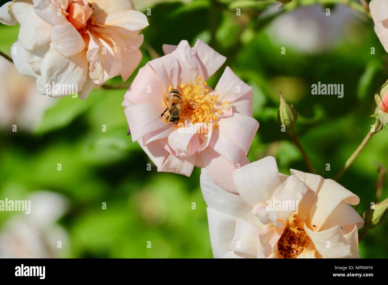 Pollination of a Flower Stock Photo - Alamy