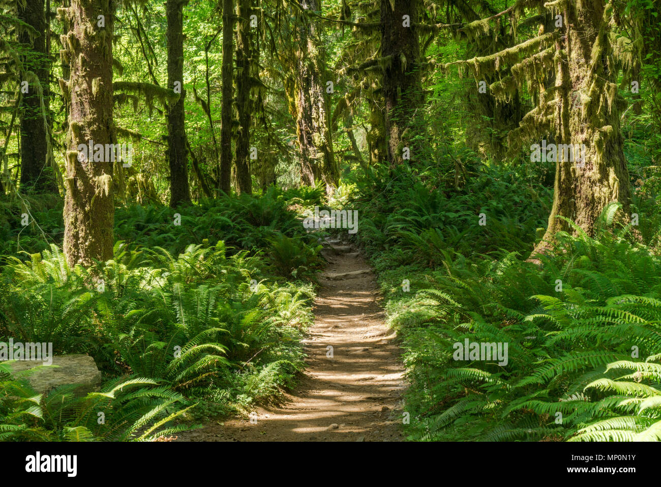 Rainforest with tree ferns hi-res stock photography and images - Alamy