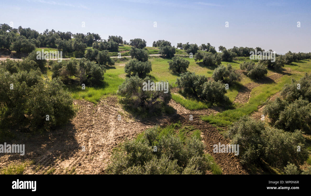 Picual olives hi-res stock photography and images - Alamy