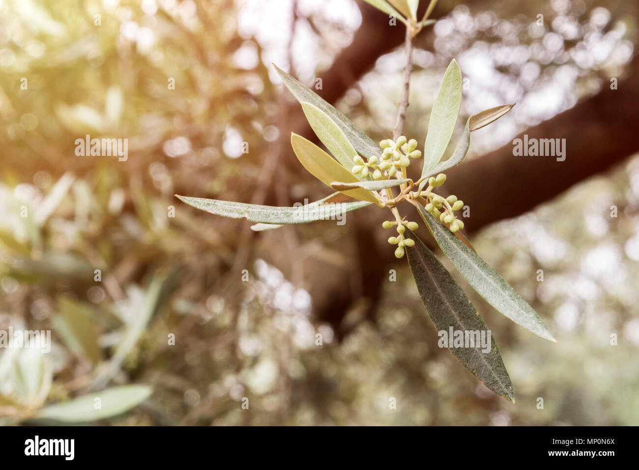 Detail of a branch of olive tree in flowering during spring, Andalusia ...