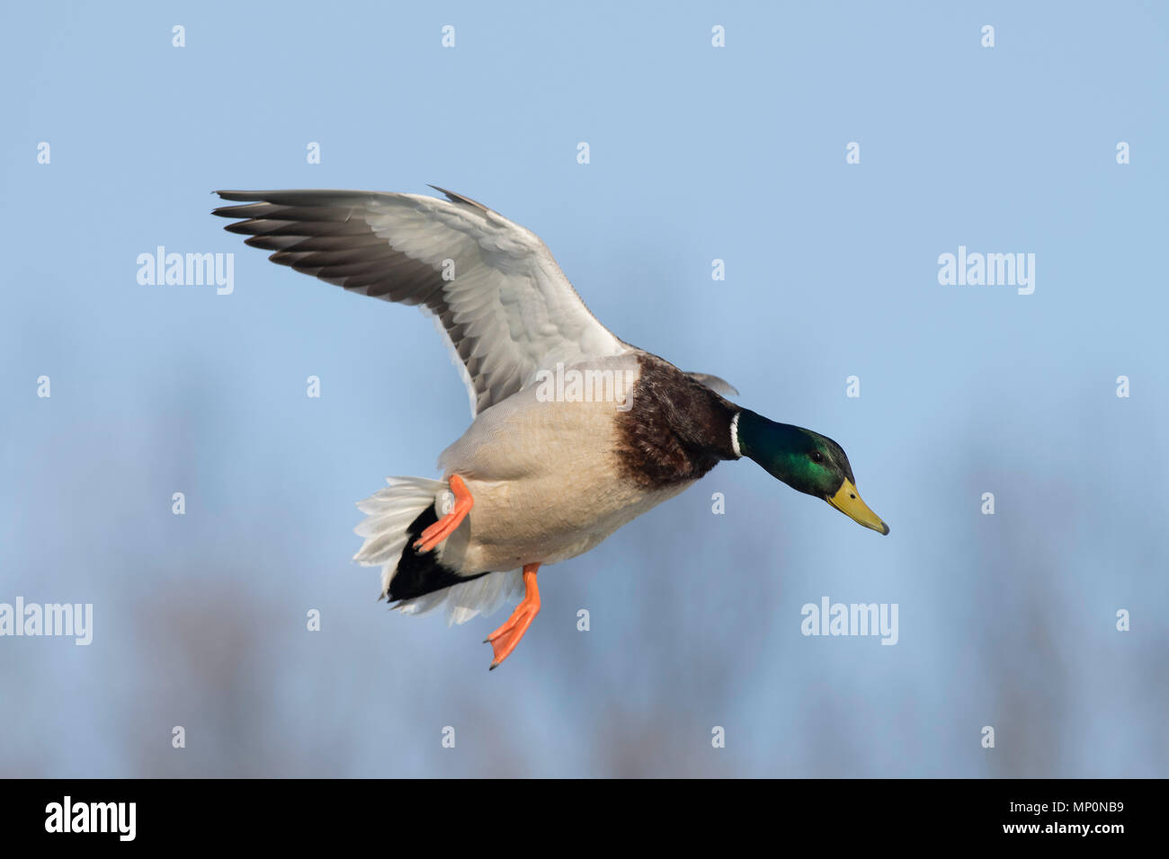 Flying Drake Mallard on a cold winter day Stock Photo - Alamy