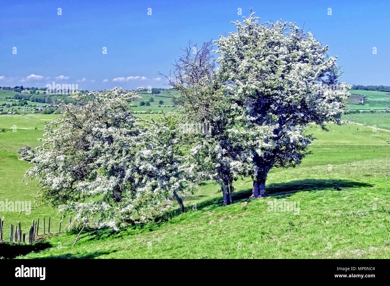 Hawthorn Trees High Resolution Stock Photography and Images - Alamy