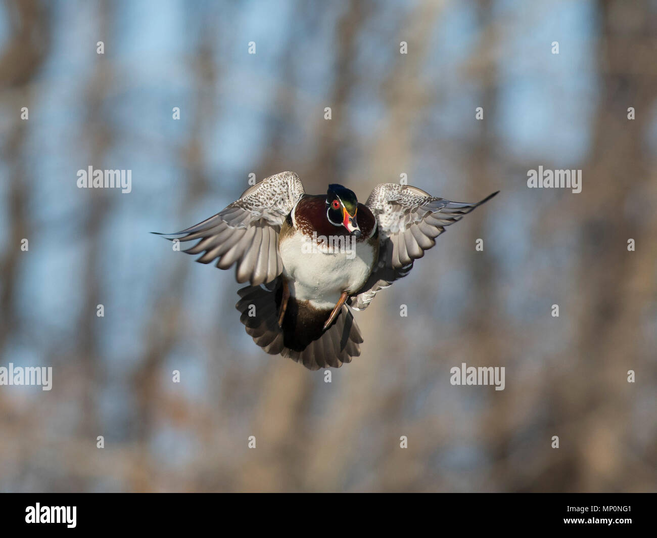 Flying Wood Duck on a early spring day Stock Photo - Alamy