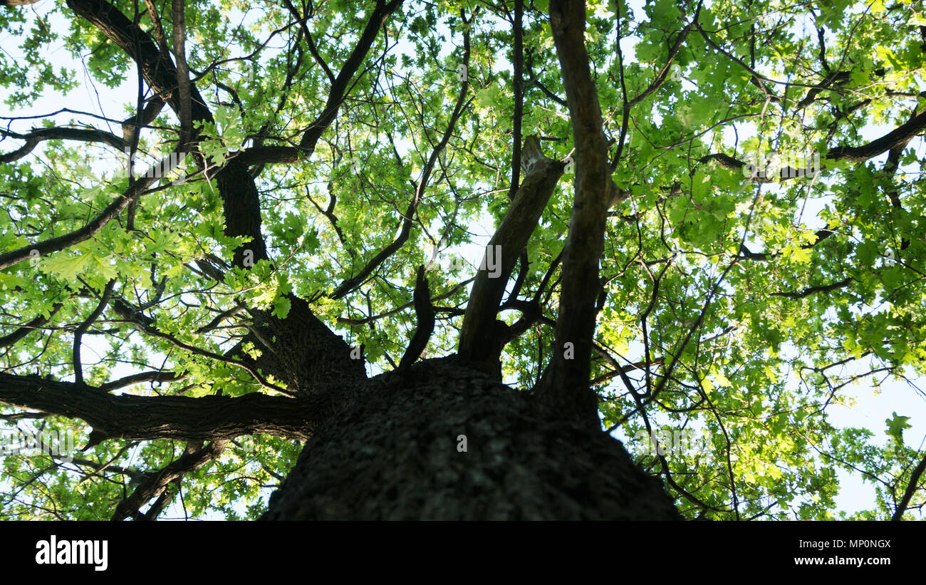 Looking up sky through trees hi-res stock photography and images - Alamy