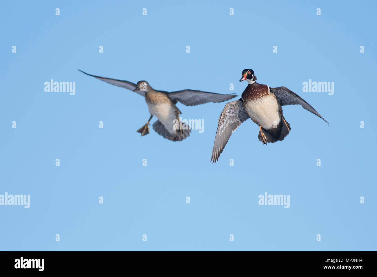 Wood duck flying hi-res stock photography and images - Alamy