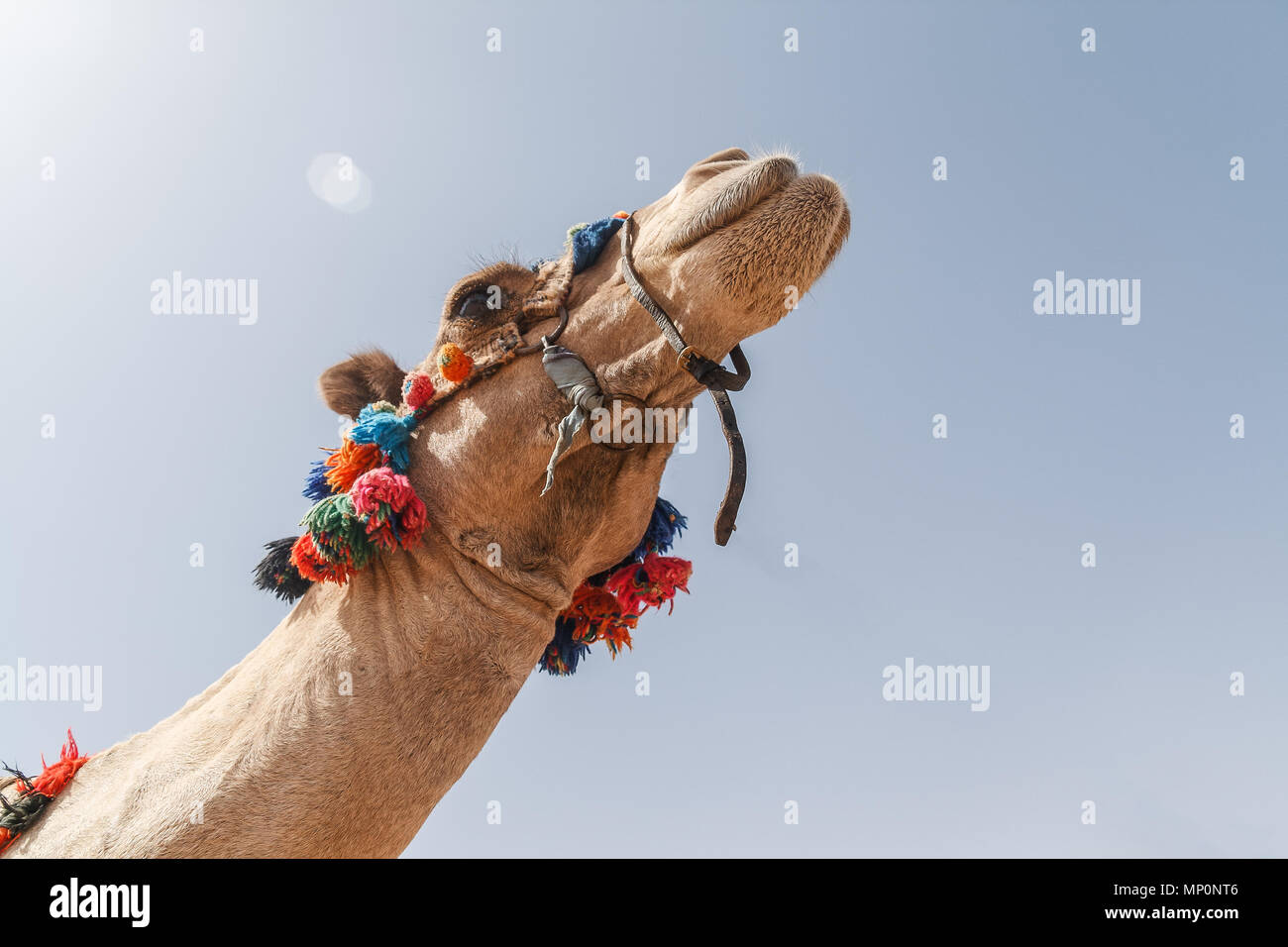 Bedouin camel against background hi-res stock photography and images ...