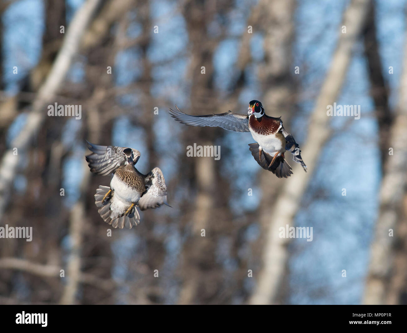 Wood duck flying hi-res stock photography and images - Alamy