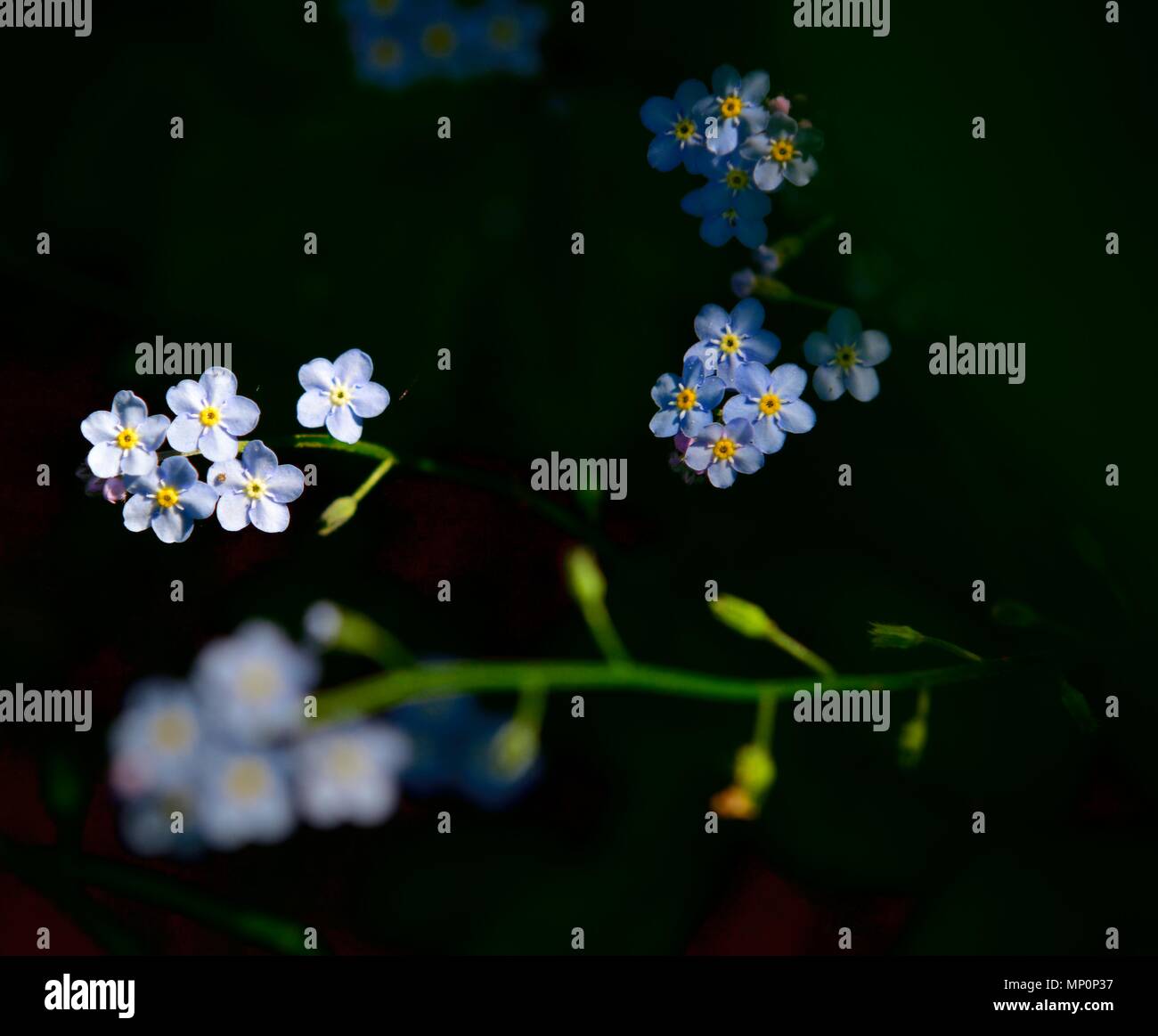 Blue Forget Me Nots High Resolution Stock Photography and Images - Alamy