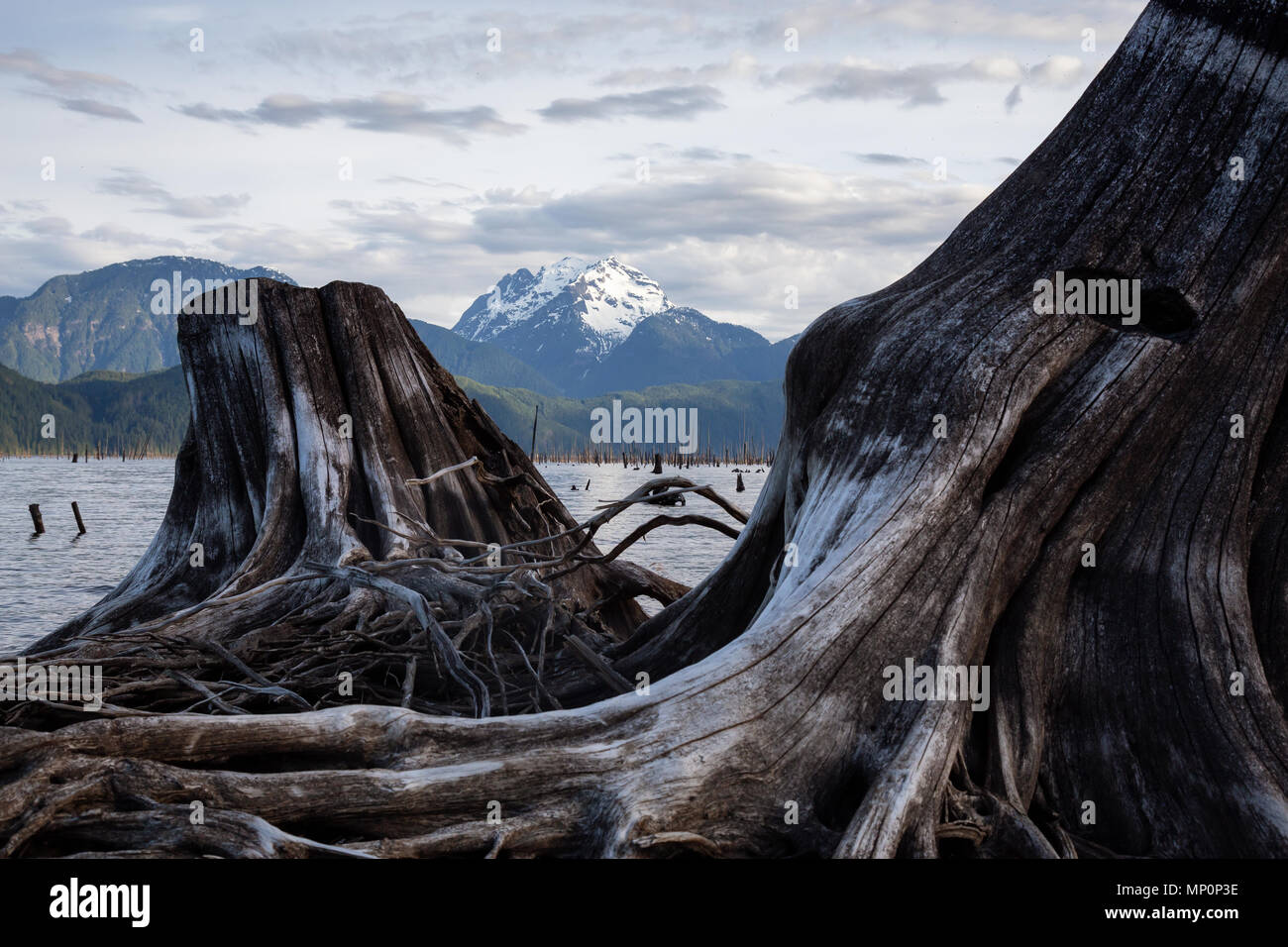 Dead tree trunks with roots in with mountain peaks in the background ...