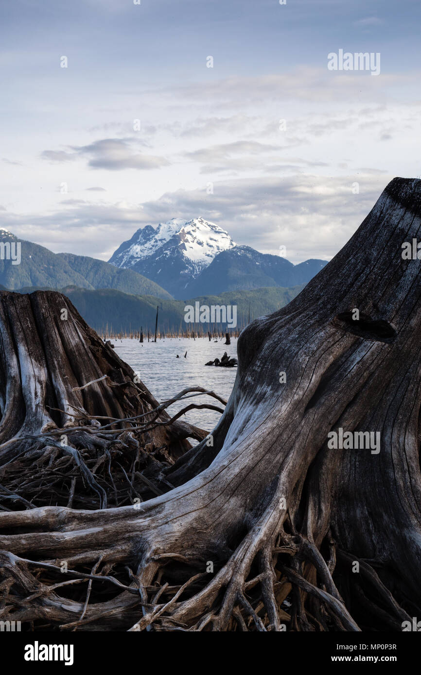 Dead tree trunks with roots in with mountain peaks in the background ...