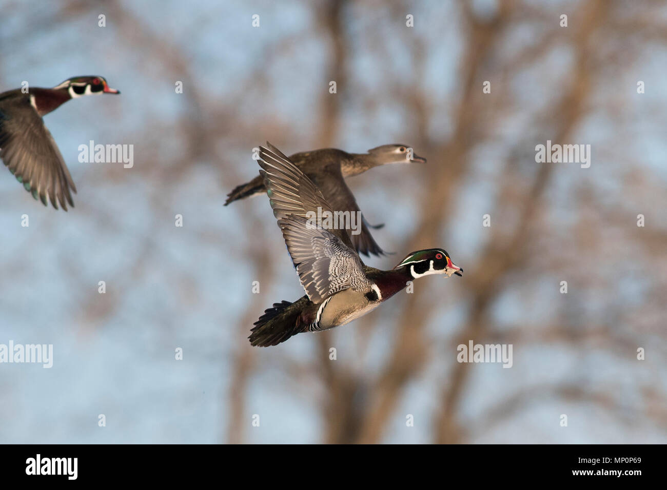 Wood Ducks Flying Over Water