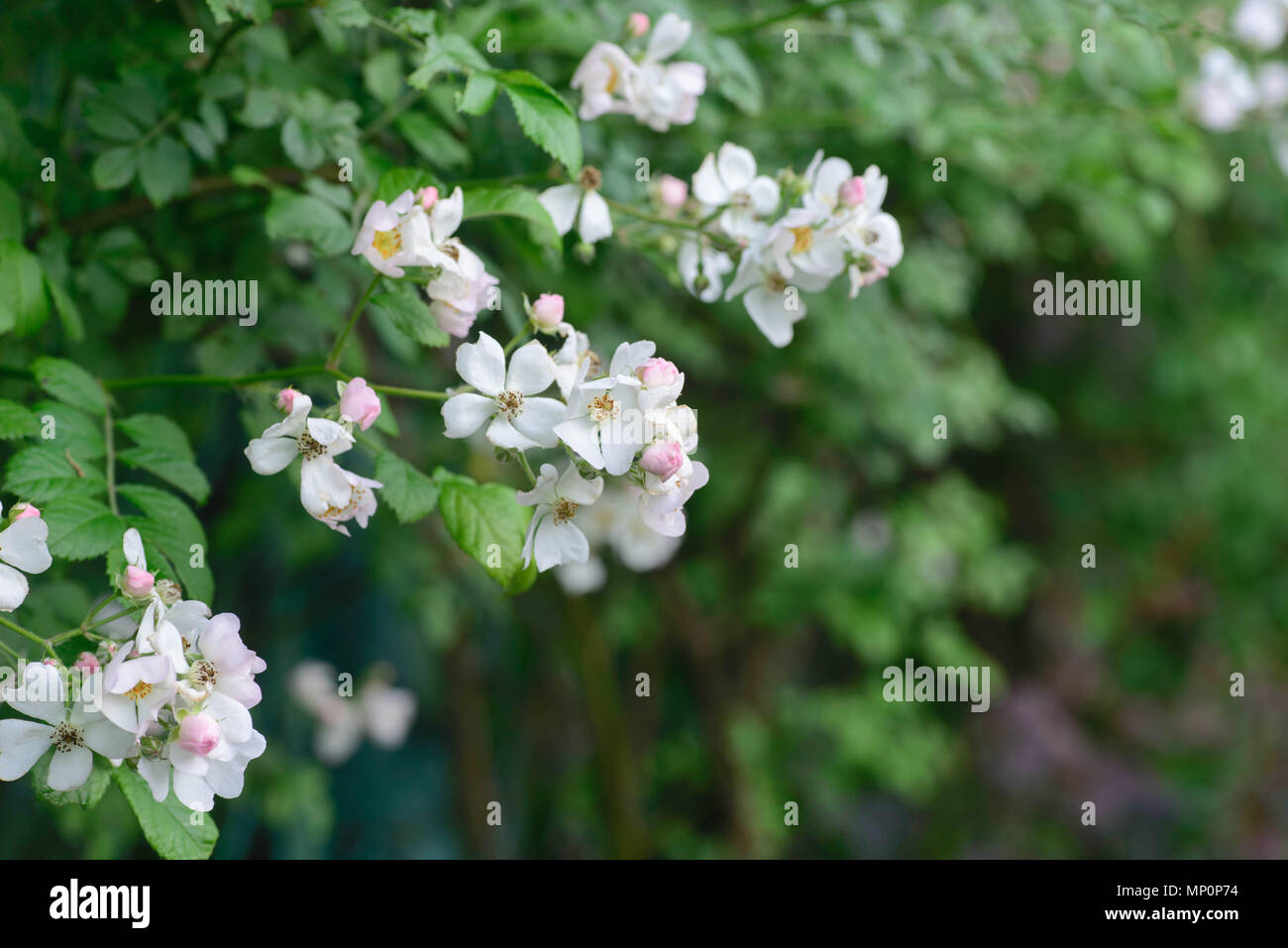 twig with small white wild rose flowers Stock Photo - Alamy