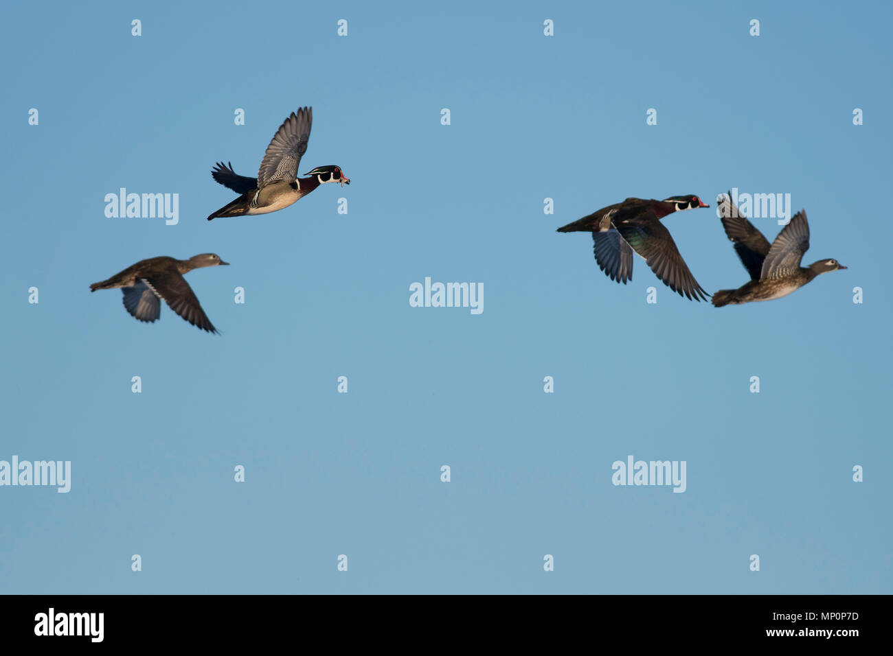 Flying wood duck hi-res stock photography and images - Alamy