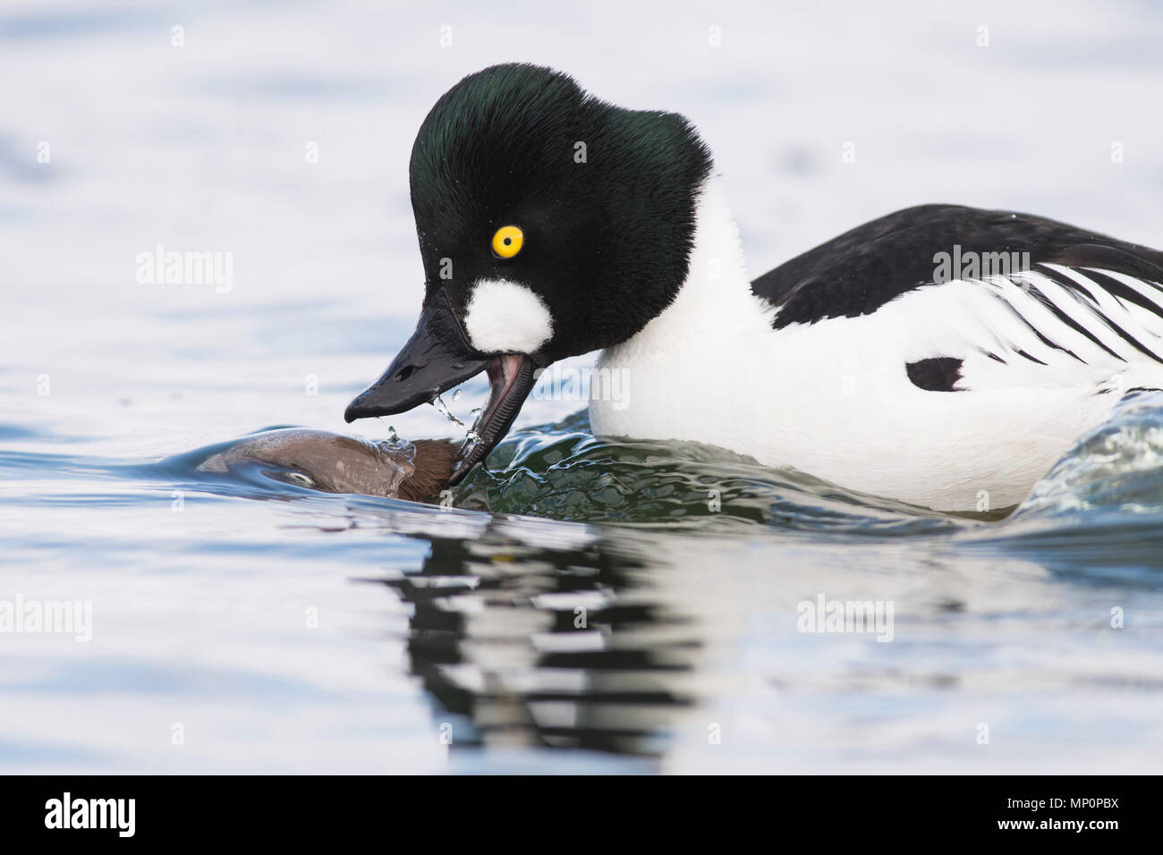 Hen common goldeneye hi-res stock photography and images - Alamy