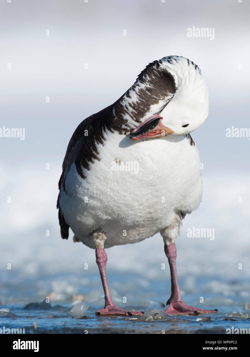 A Blue goose in the spring Stock Photo - Alamy