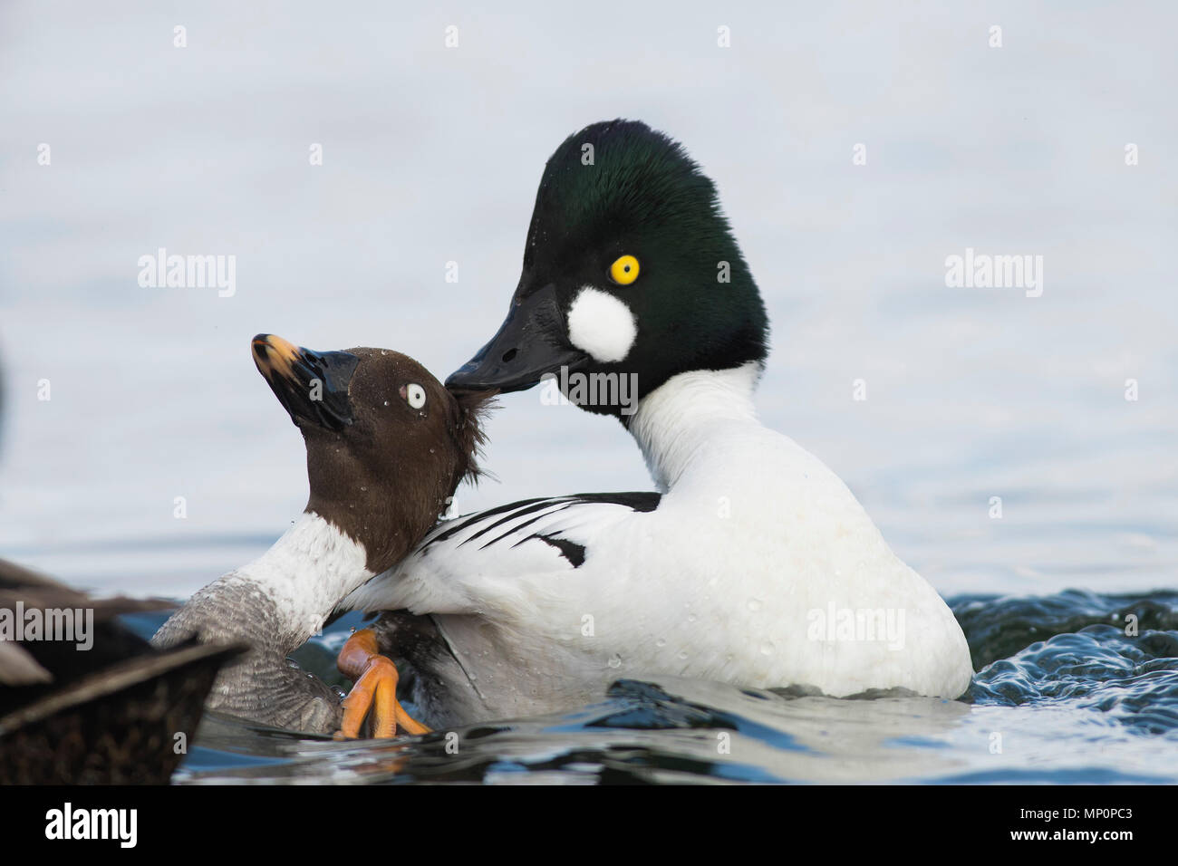 Hen common goldeneye hi-res stock photography and images - Alamy