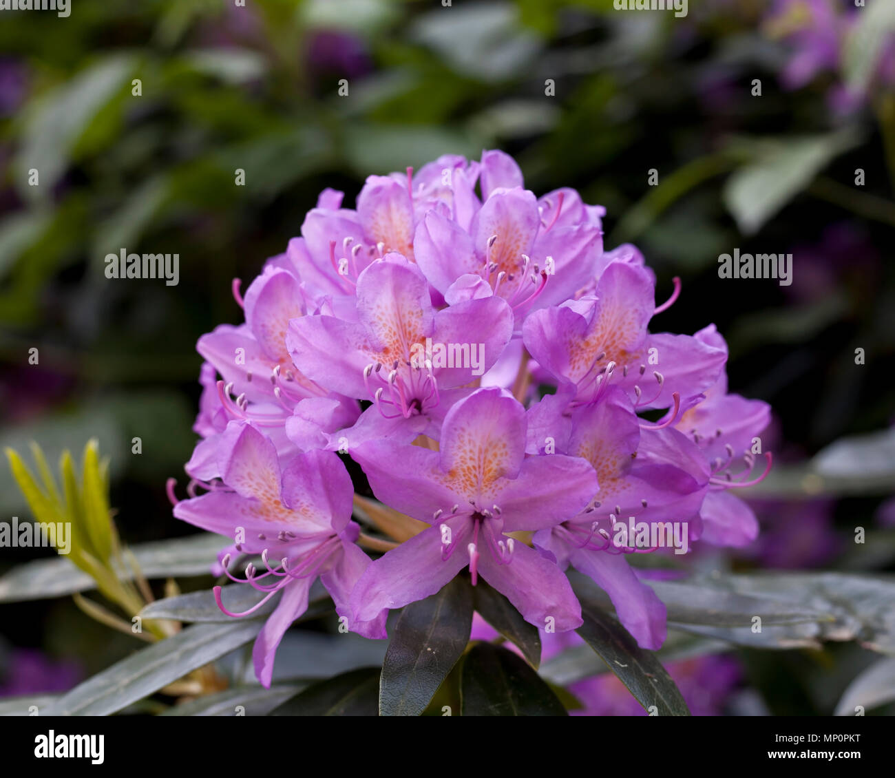 Rhododendron nurseries hi-res stock photography and images - Alamy