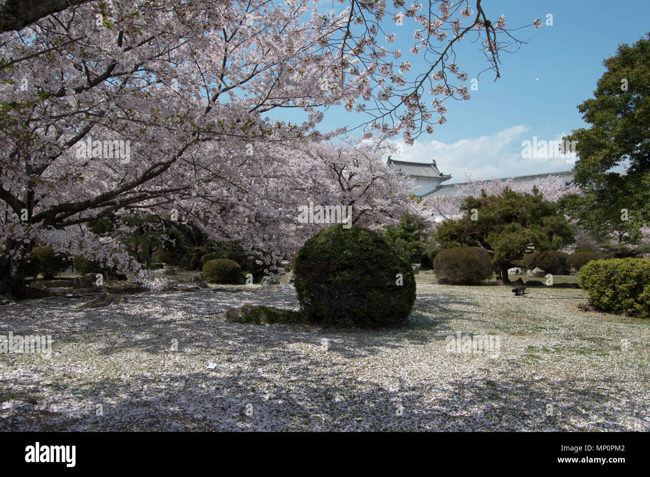 Cherry blossom trees in full bloom during sakura/hanami season at ...