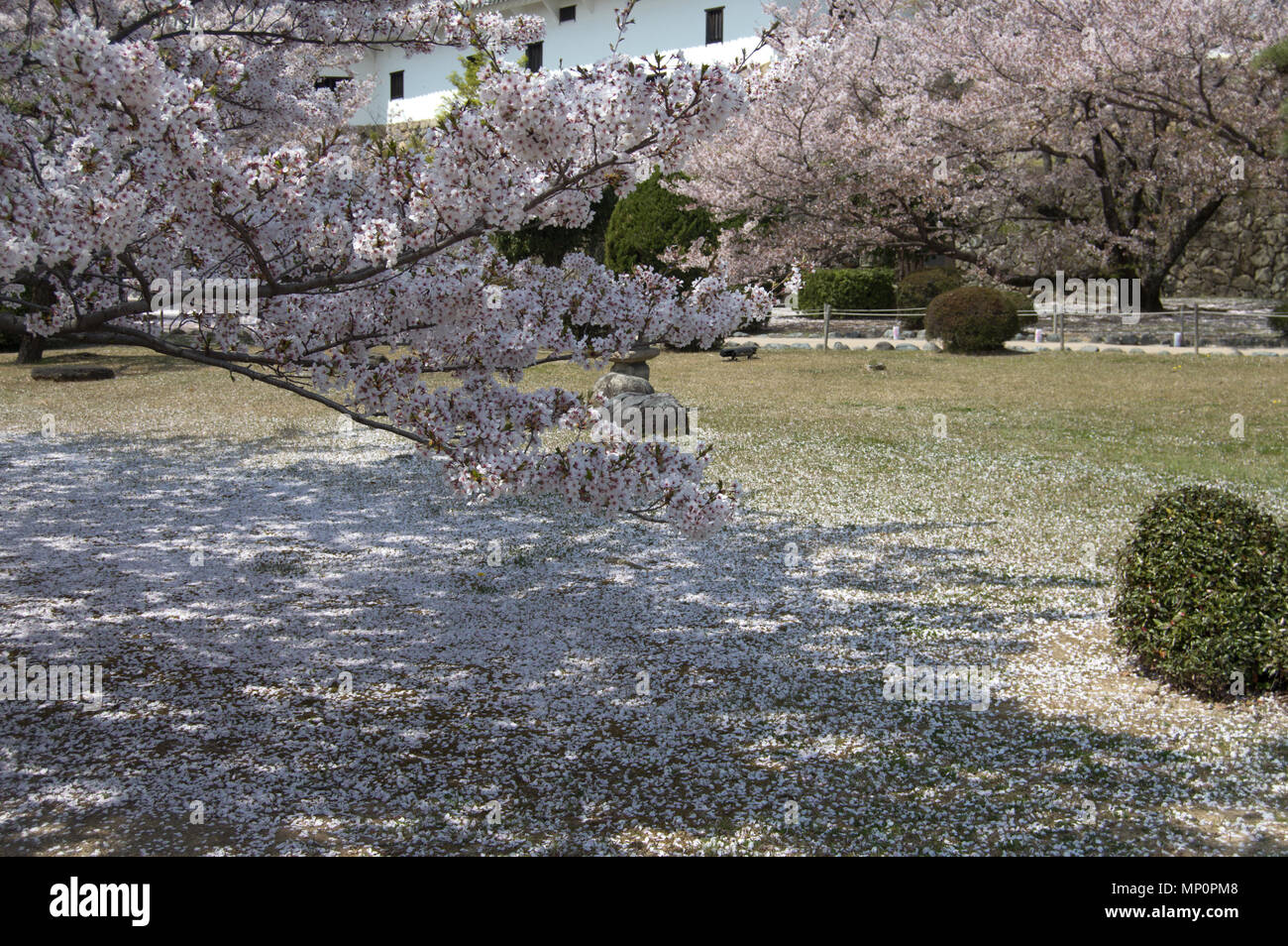 Cherry blossom trees in full bloom during sakura/hanami season at ...
