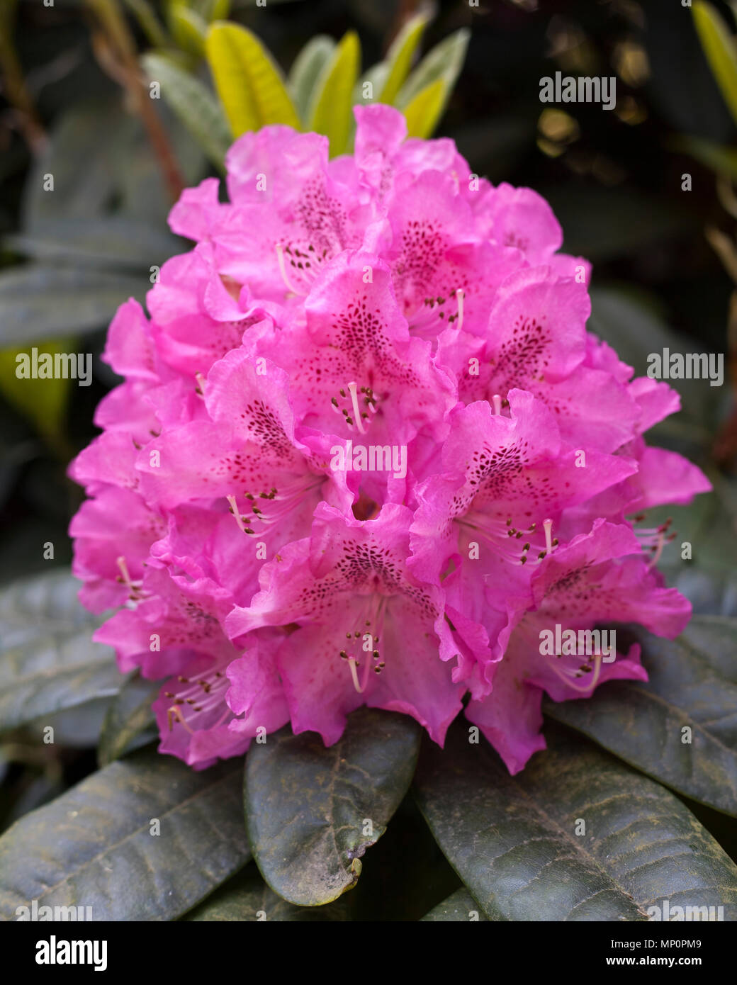 Rhododendron nurseries hi-res stock photography and images - Alamy