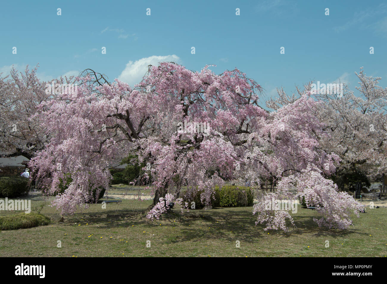 Cherry blossom trees in full bloom during sakura/hanami season at ...