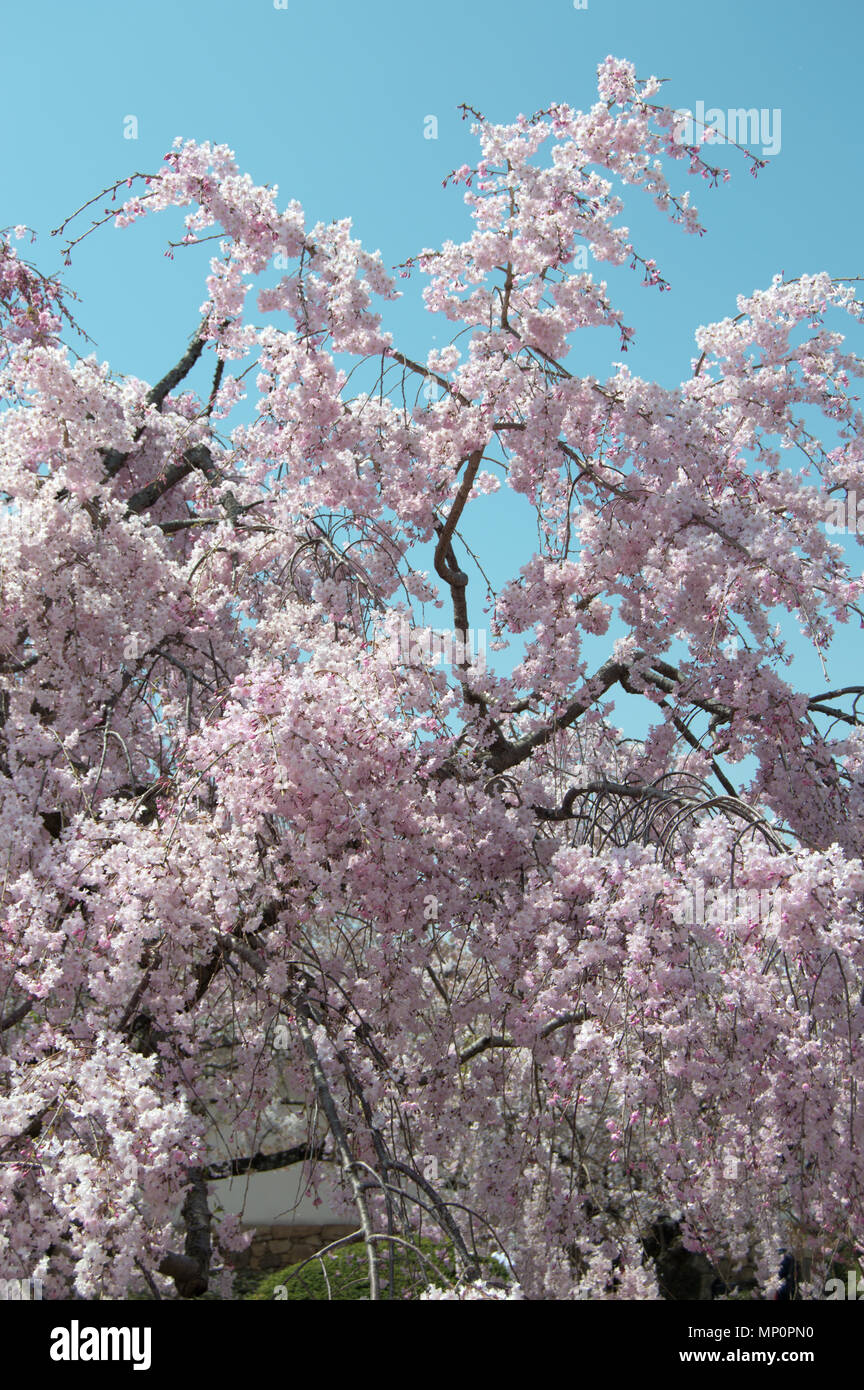 Cherry blossom trees in full bloom during sakura/hanami season at ...