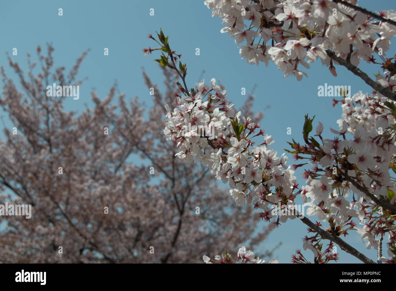 Cherry blossom trees in full bloom during sakura/hanami season at ...