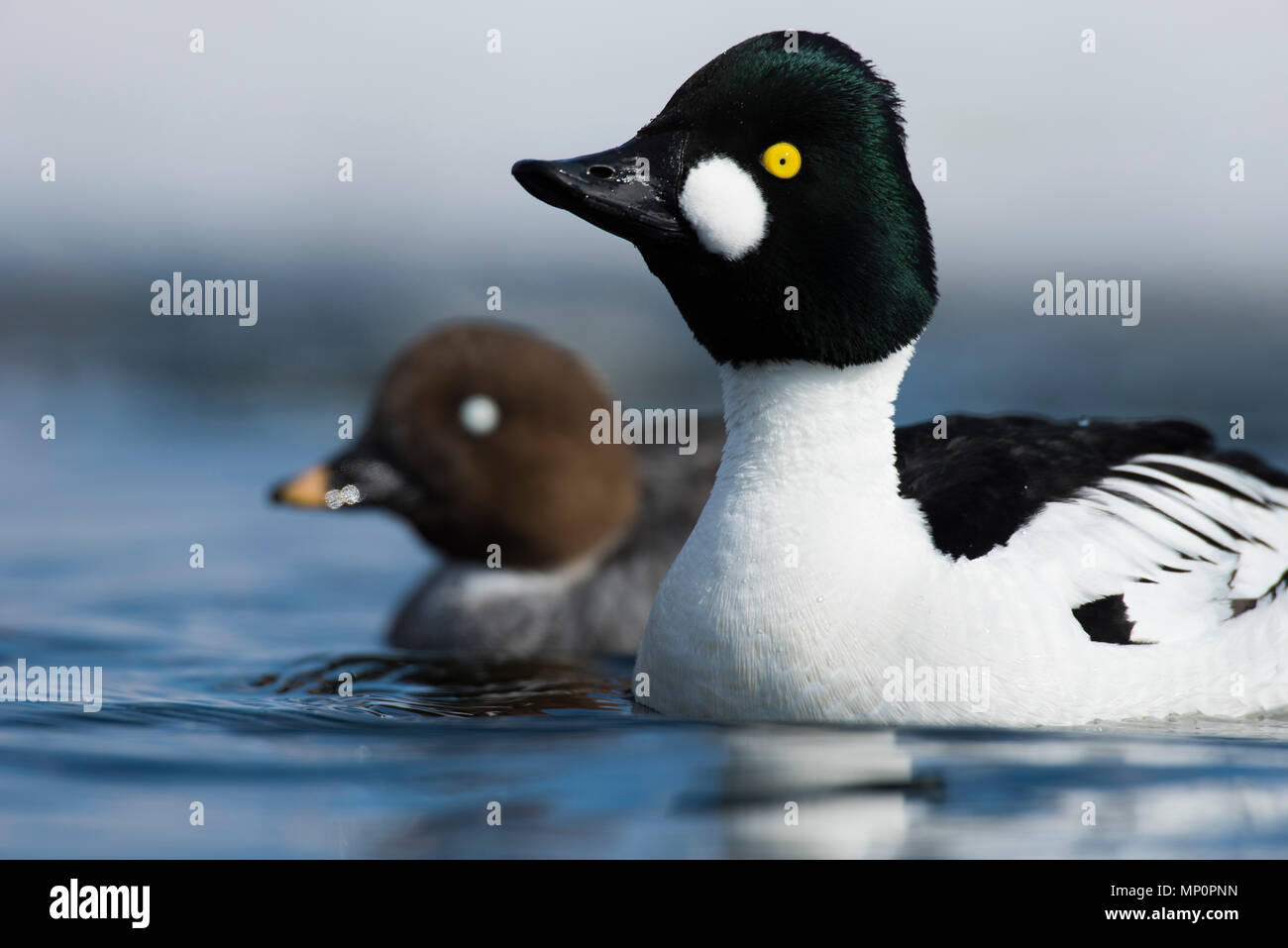 Hen common goldeneye hi-res stock photography and images - Alamy