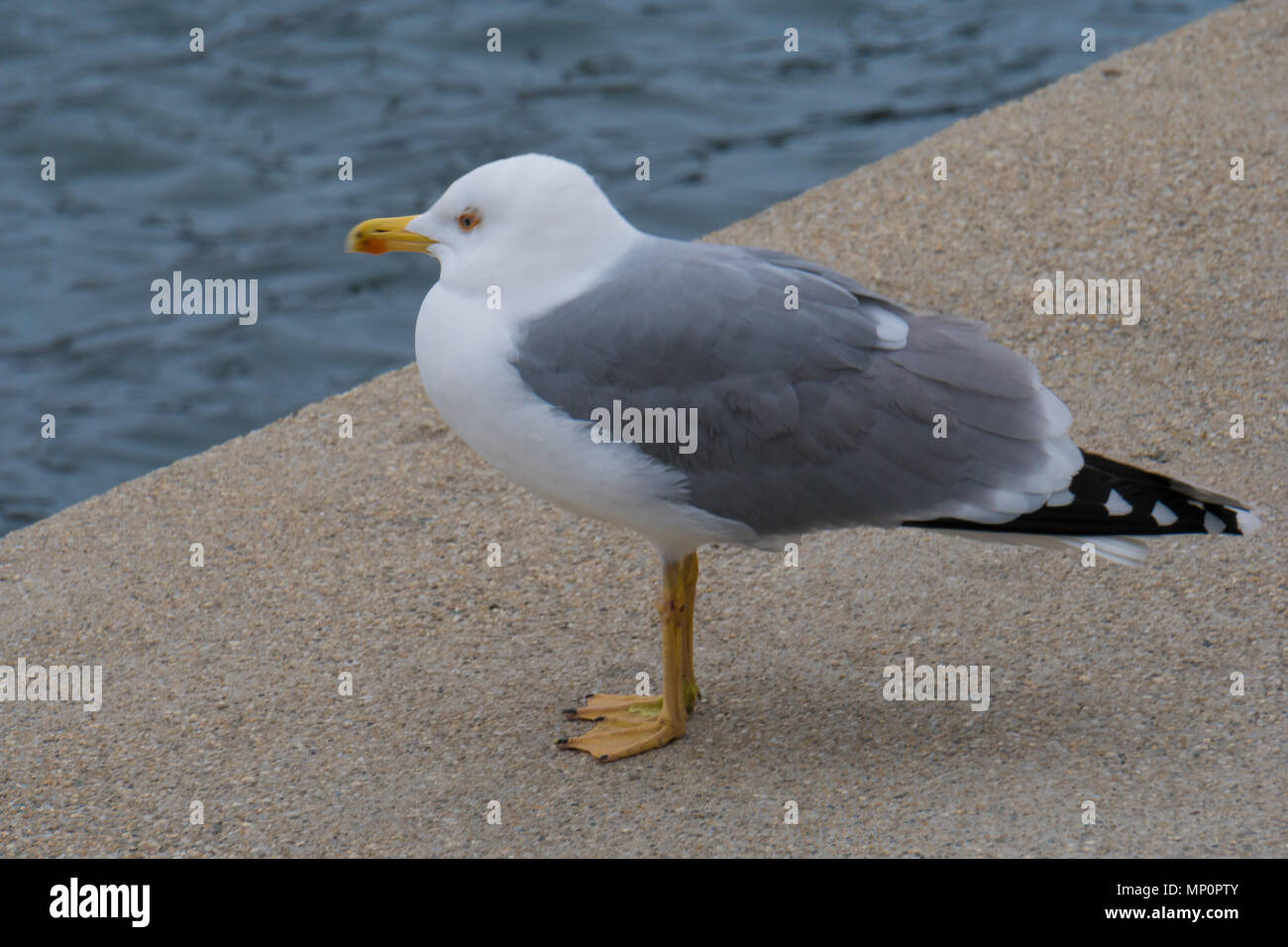 Meditating bird hi-res stock photography and images - Alamy