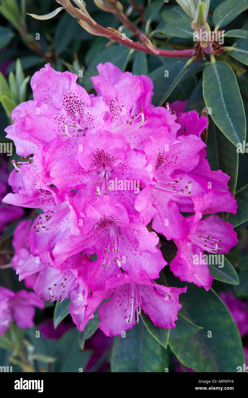 Rhododendron nurseries hi-res stock photography and images - Alamy