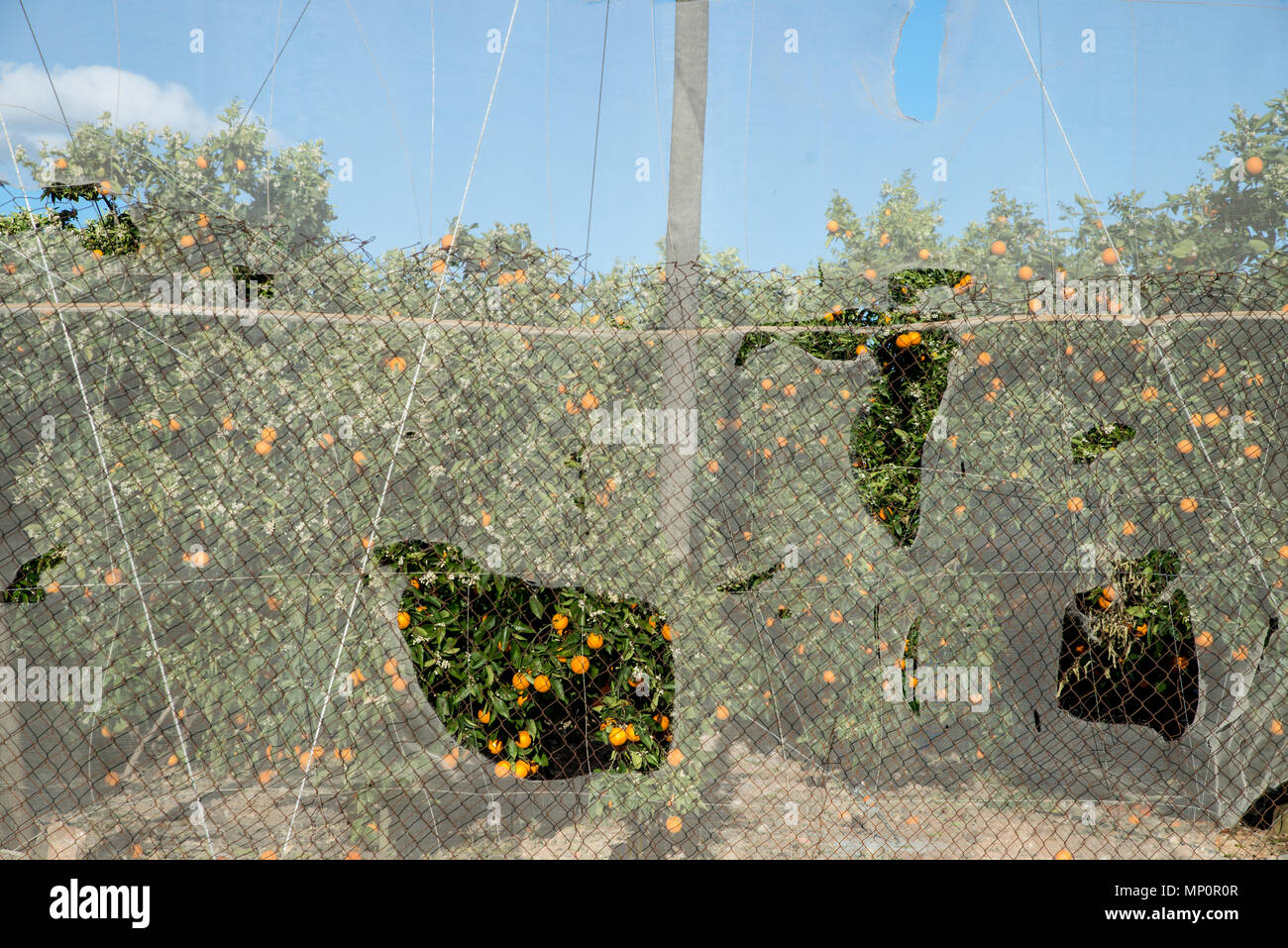 Damaged citrus tree hi-res stock photography and images - Alamy
