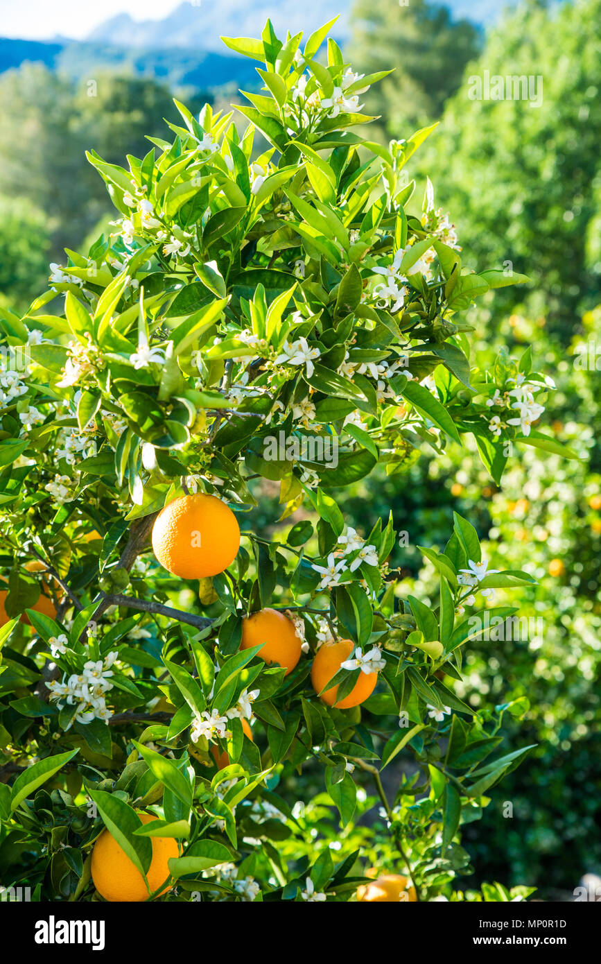Orange tree plantation with both ripe fruit and new flowers Stock Photo ...