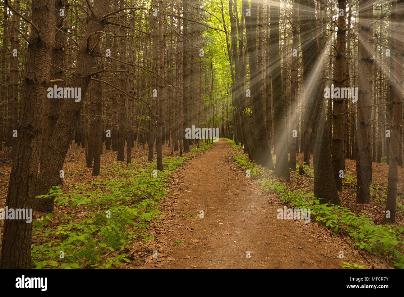 Rays of Sun in the forest with path in foreground and contrast of ...