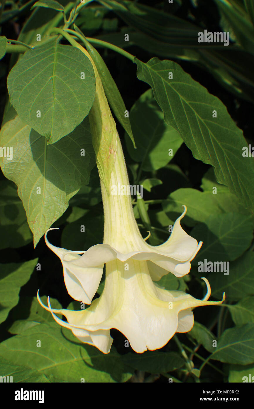Close up of an Angel's Trumpet flower in full bloom Stock Photo - Alamy