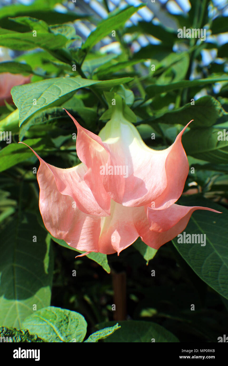 Close up of an Angel's Trumpet flower in full bloom Stock Photo - Alamy