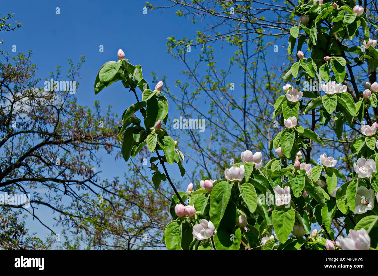 Branch with fresh bloom of quince-tree flower closeup in garden, Sofia ...