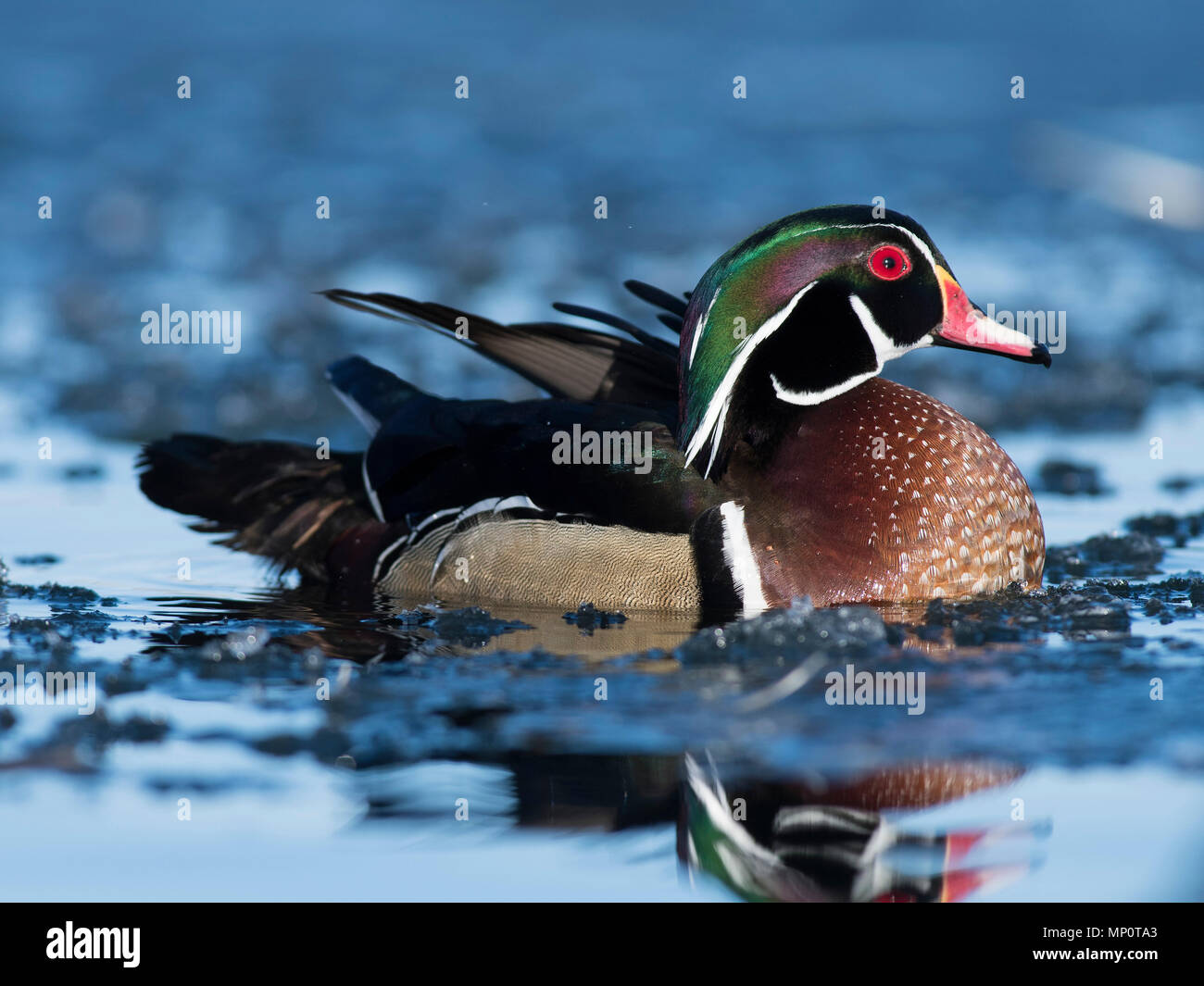 Wood Ducks in the winter in Minnesota Stock Photo - Alamy