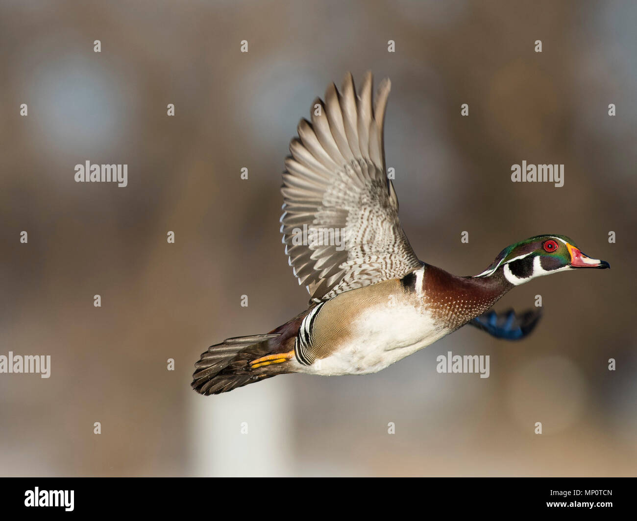 Wood Ducks in the winter in Minnesota Stock Photo - Alamy