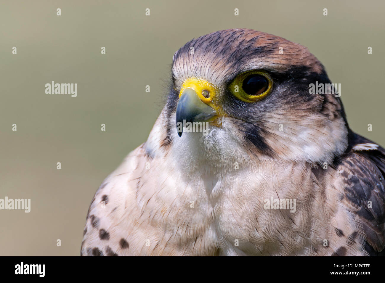 Lanner falcons falco biarmicus hi-res stock photography and images - Alamy