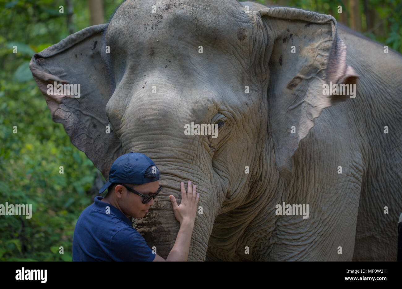 Elephant sanctuary in Laos Stock Photo - Alamy