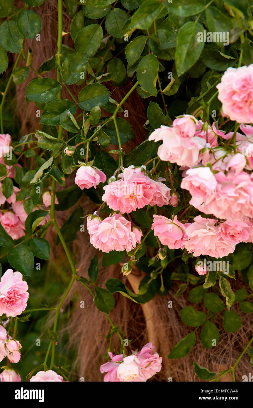 rose bushes in the old Spanish garden. Pink and red rose petals Stock ...