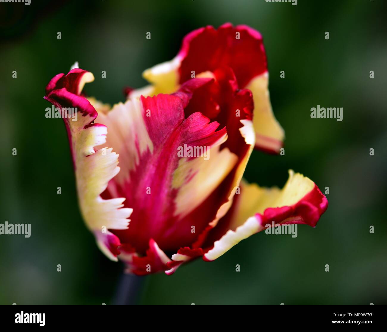 Multi coloured Turlip in an English garden Stock Photo - Alamy