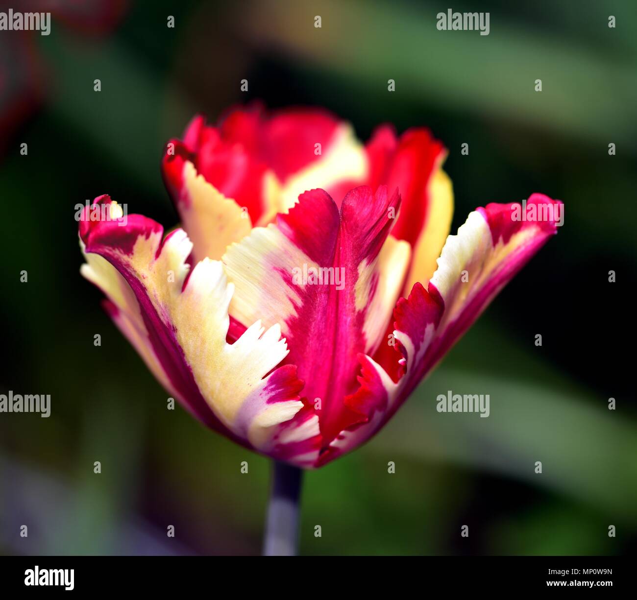 Multi coloured Turlip in an English garden Stock Photo - Alamy
