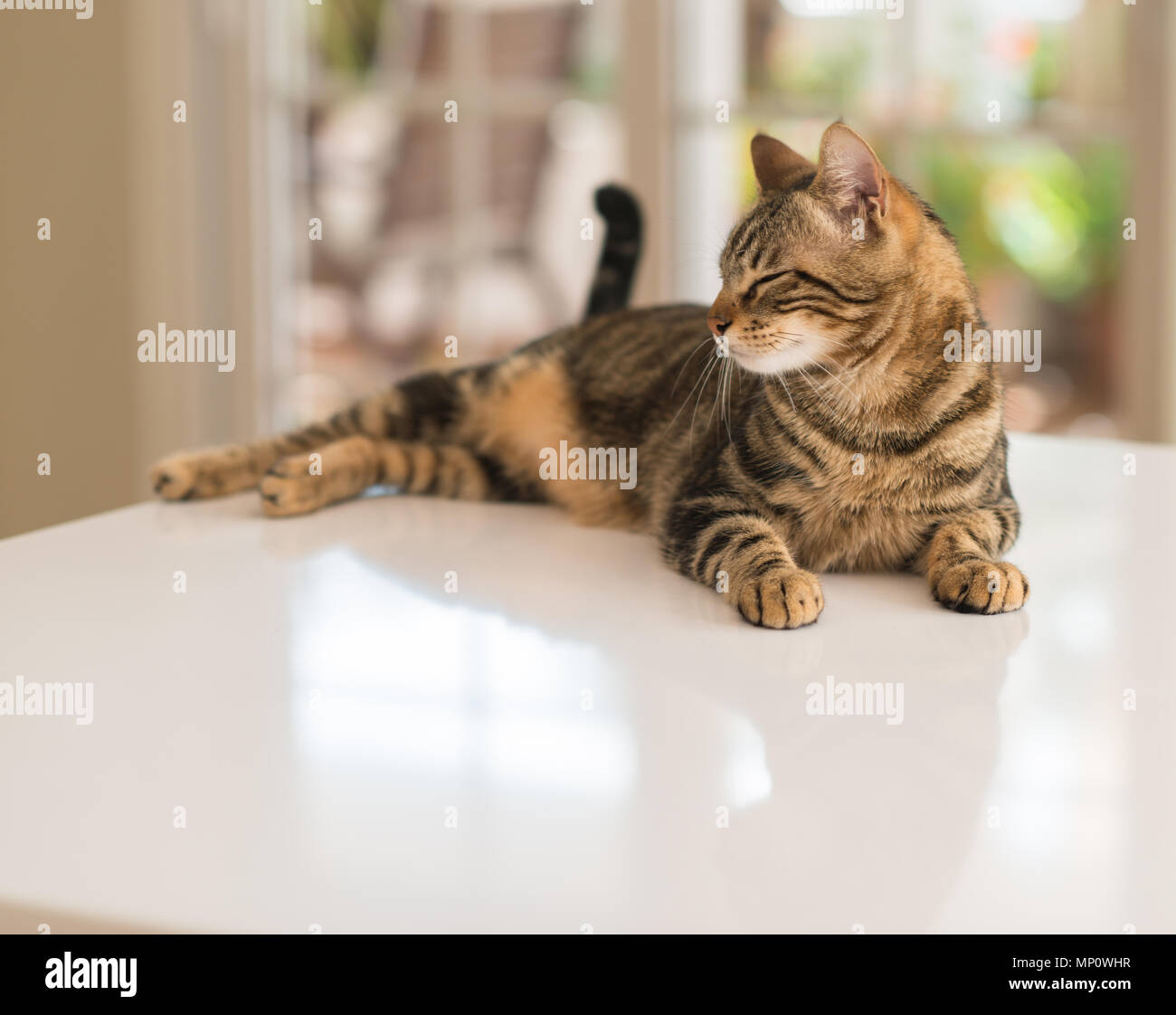 Relaxed domestic cat at home, indoor Stock Photo - Alamy