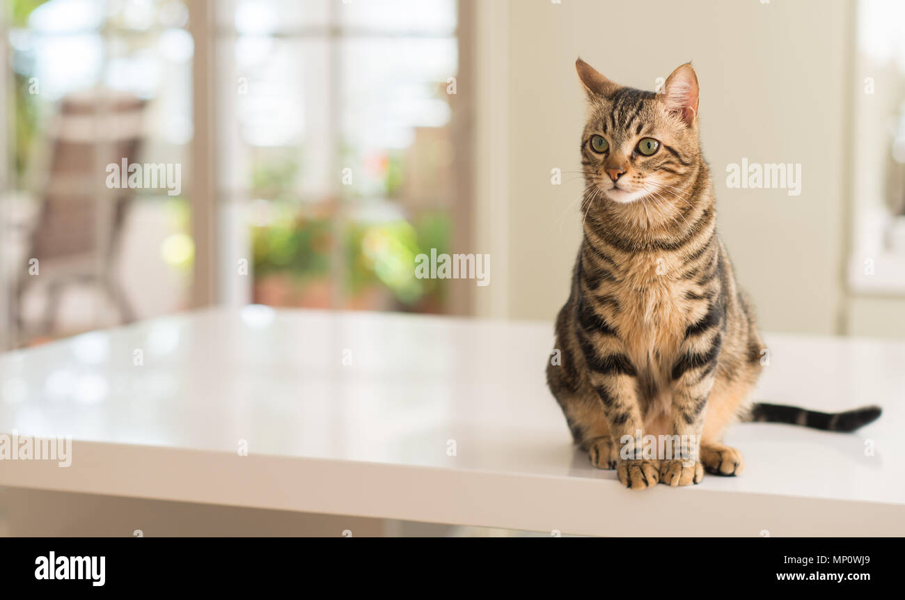 Relaxed domestic cat at home, indoor Stock Photo - Alamy