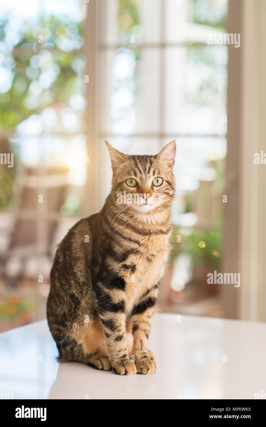 Cute Leopard High Resolution Stock Photography and Images - Alamy