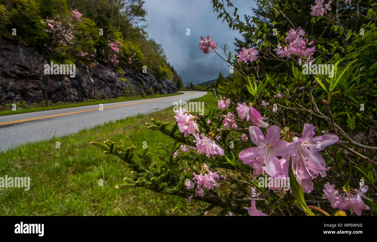 Spring on the Blue Ridge Parkway in North Carolina Stock Photo - Alamy